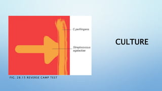 CLOSTRIDIUM and its laboratory diagnosis.pptx