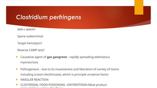 CLOSTRIDIUM Microbiology (sambit). .pptx