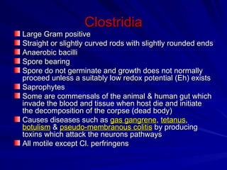 Bacteriology of Clostridium species in animals | PPT