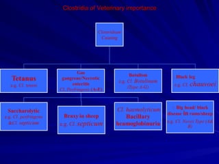 Bacteriology of Clostridium species in animals | PPT