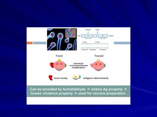 Bacteriology of Clostridium species in animals | PPT