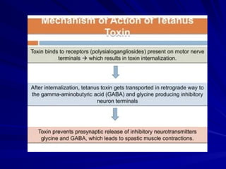 Bacteriology of Clostridium species in animals | PPT