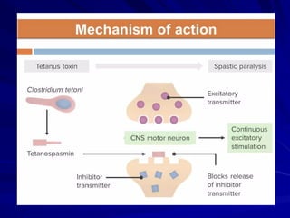 Bacteriology of Clostridium species in animals | PPT