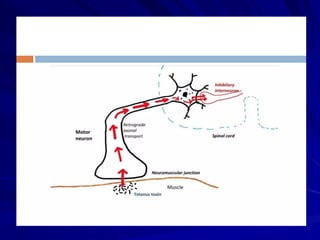 Bacteriology of Clostridium species in animals | PPT
