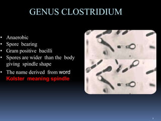 Clostridium species | PPTX