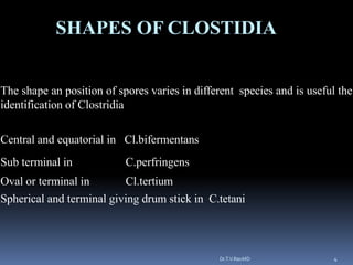 Clostridium species | PPTX