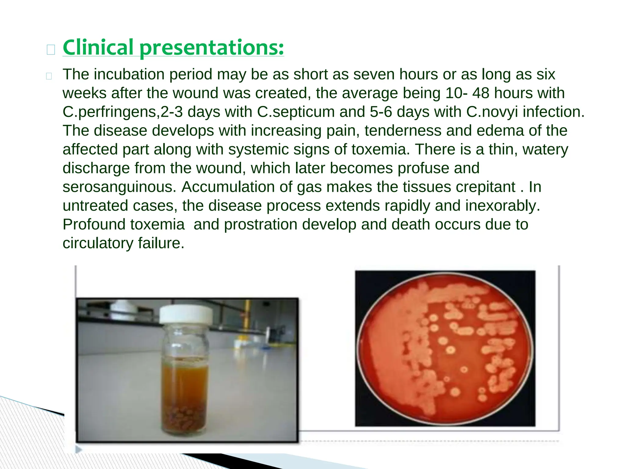 CLOSTRIDIUM and its pathogenesis in humans ppt. | PPTX