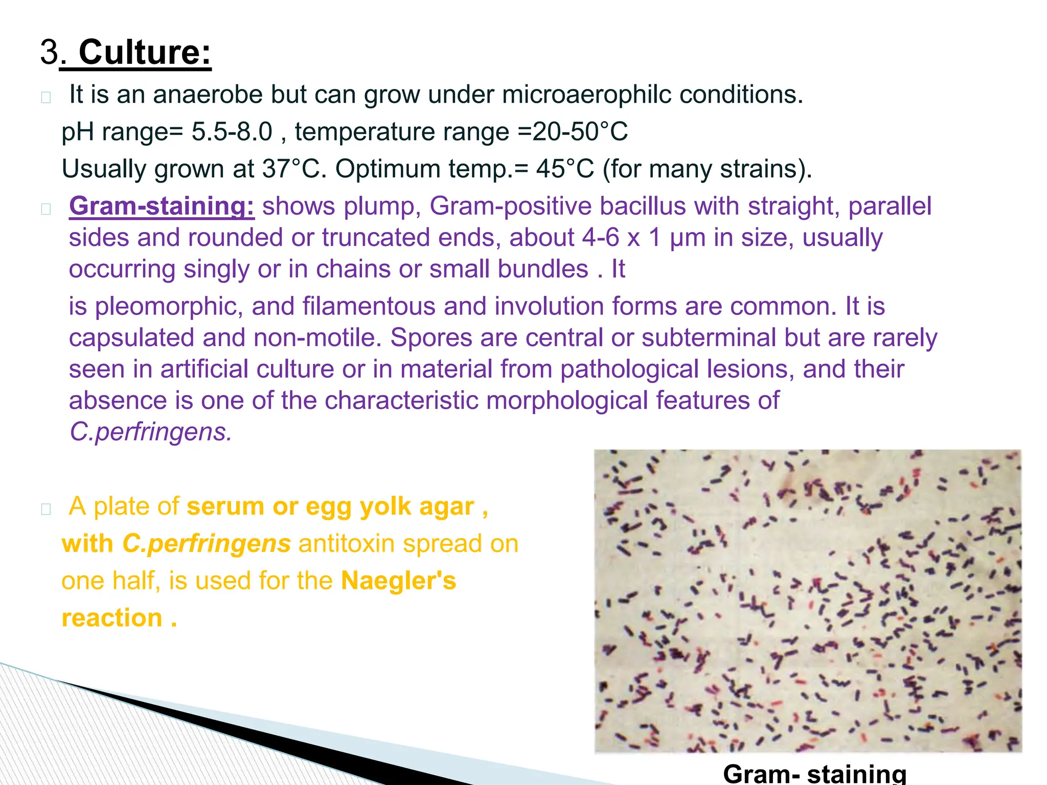 CLOSTRIDIUM and its pathogenesis in humans ppt. | PPTX