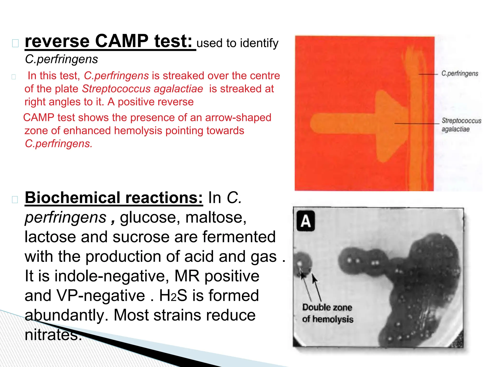 CLOSTRIDIUM and its pathogenesis in humans ppt. | PPTX