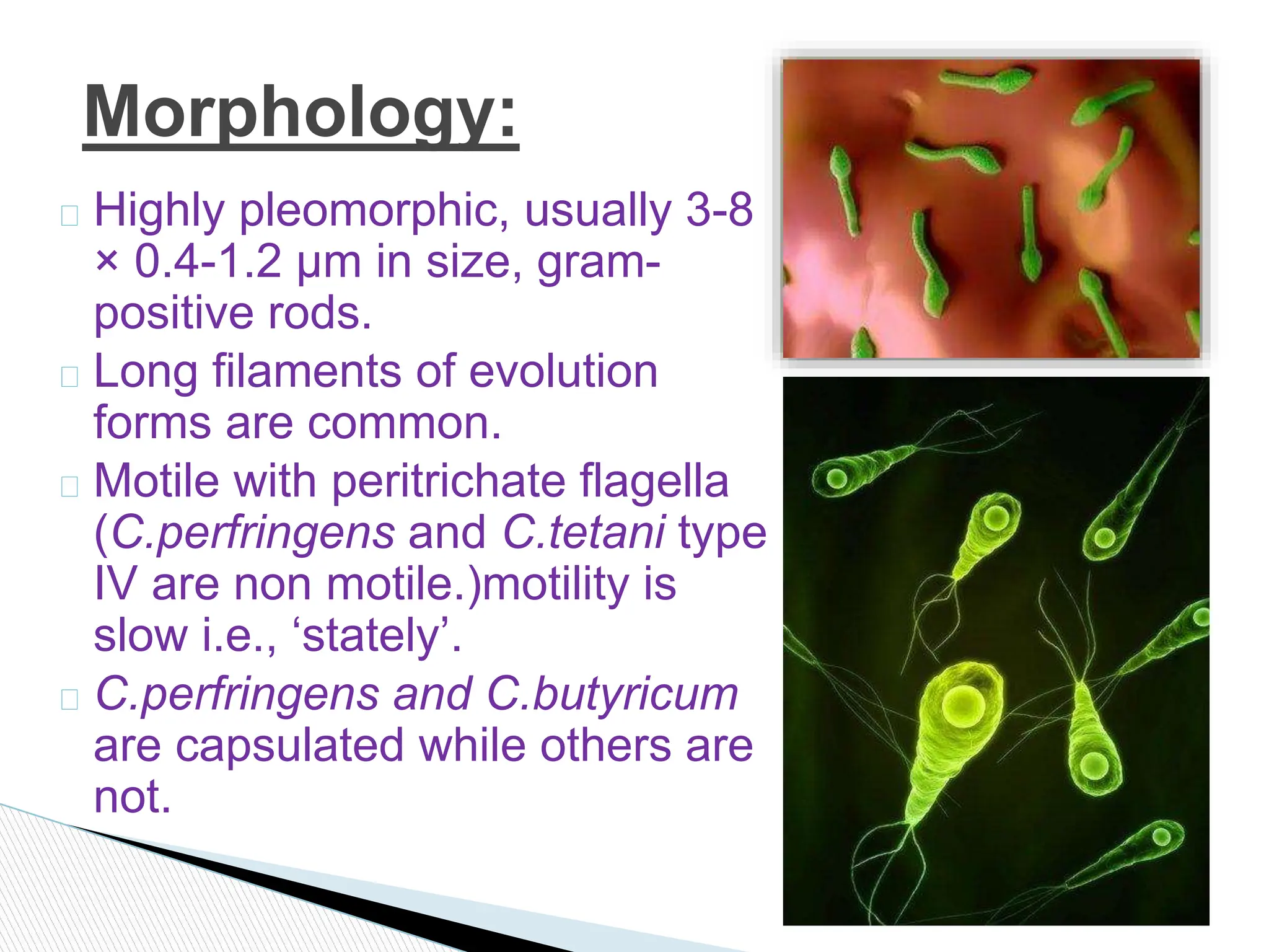 CLOSTRIDIUM and its pathogenesis in humans ppt. | PPTX