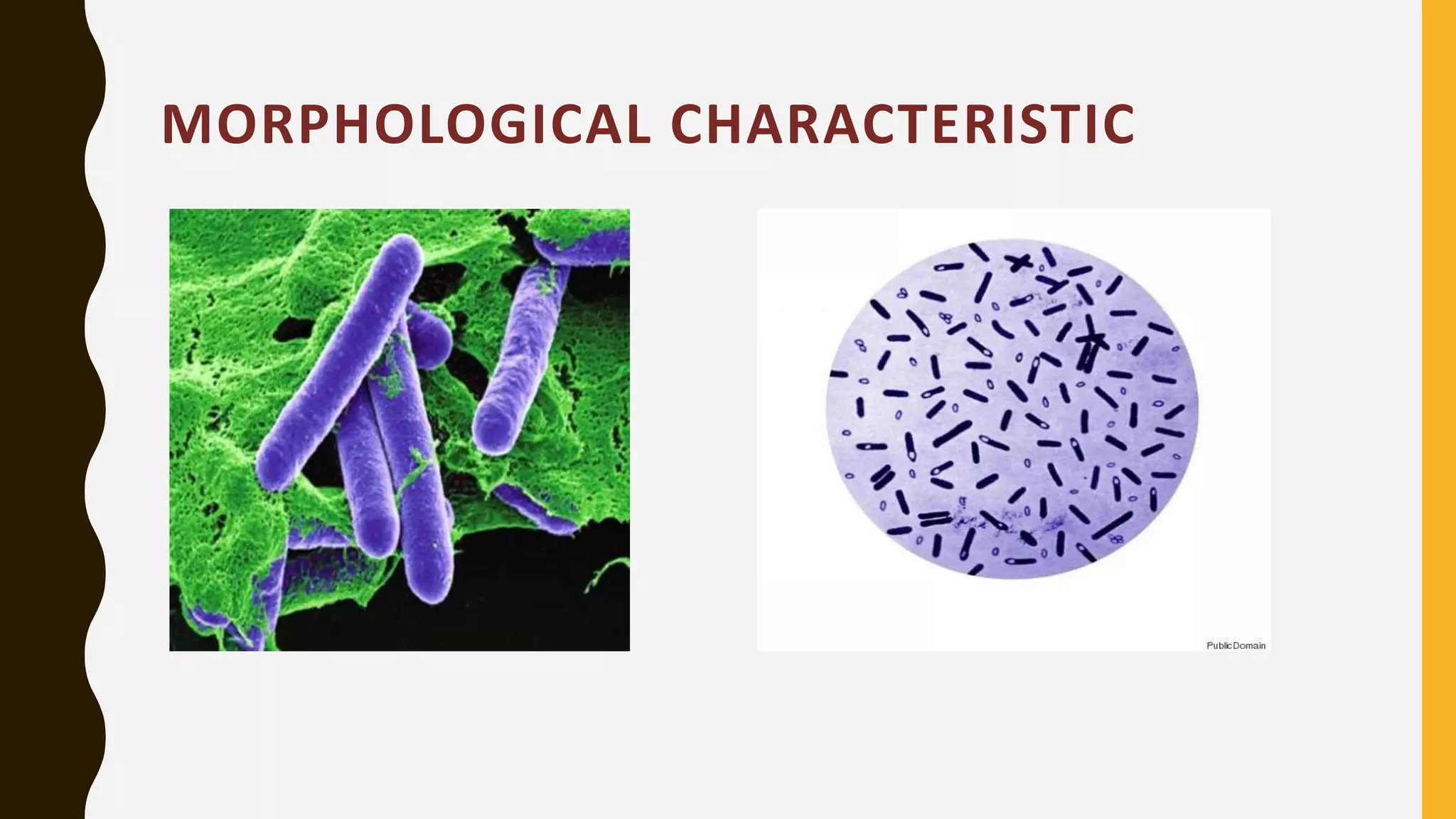 Clostridium botulinum | PPTX