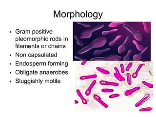 Clostridium botulinum 1.pdf