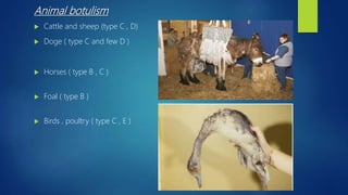 Clostridium botulinum disease | PPTX