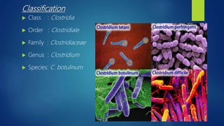 Clostridium botulinum disease | PPTX