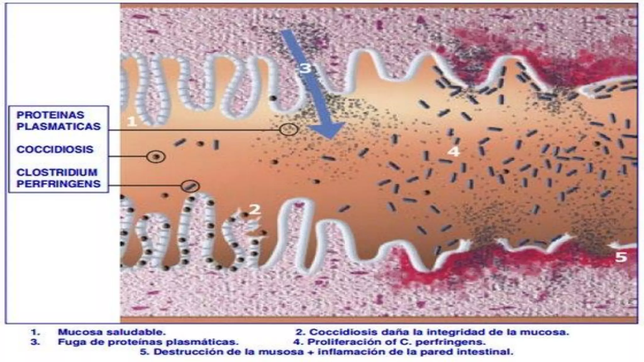 Clostridium clase teorica | PPT