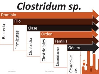 BACILOS ANAEROBIOS OBLIGADOS Clostridium | PPTX