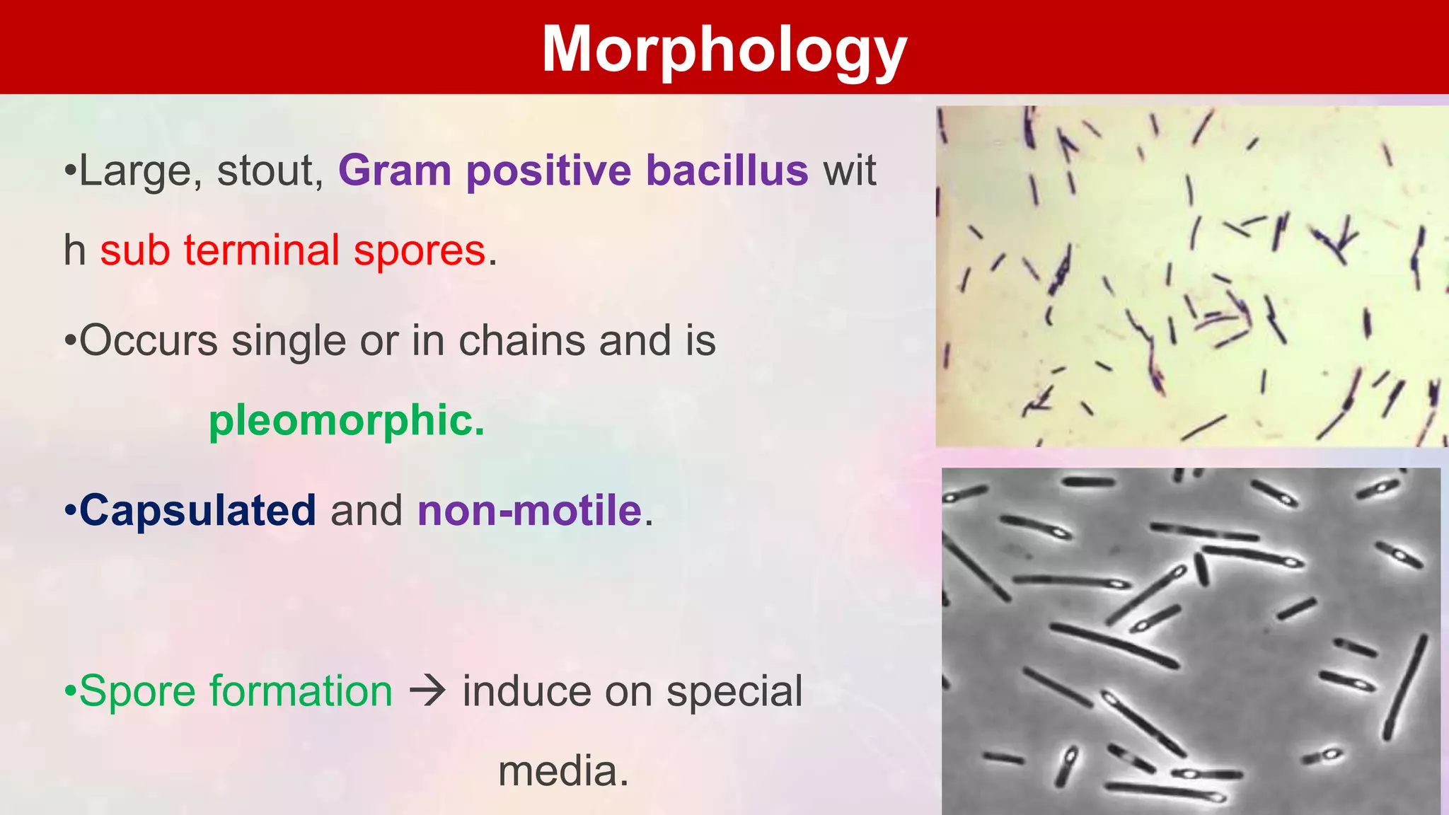 Clostridium perfringens.pptx