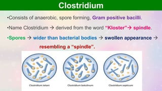 Clostridium perfringens.pptx