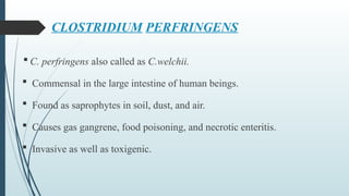 CLOSTRIDIUM PERFRINGENS - Introduction,Morphology,Cultural ...