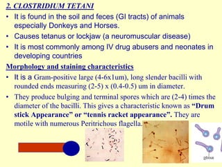 Clostridium microbacteria | PPT