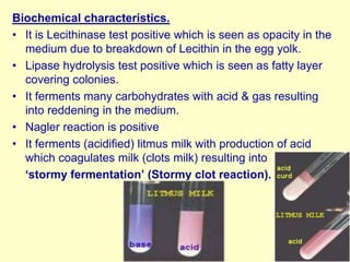 Clostridium microbacteria | PPT