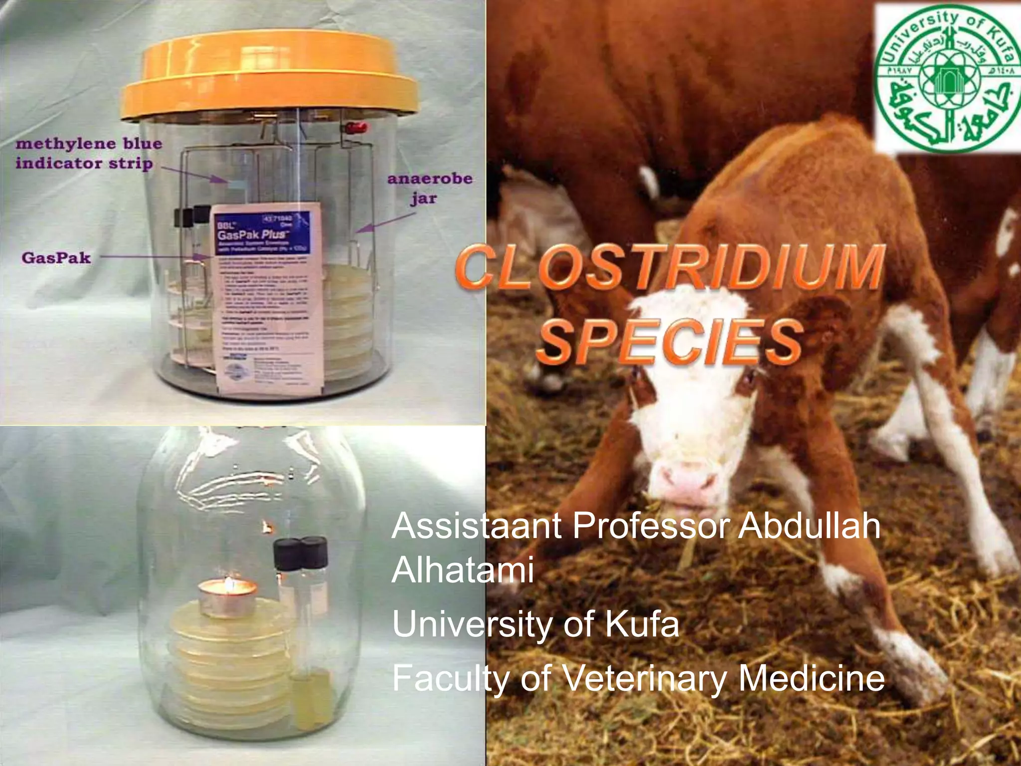 Veterinary important Clostridium species | PPTX