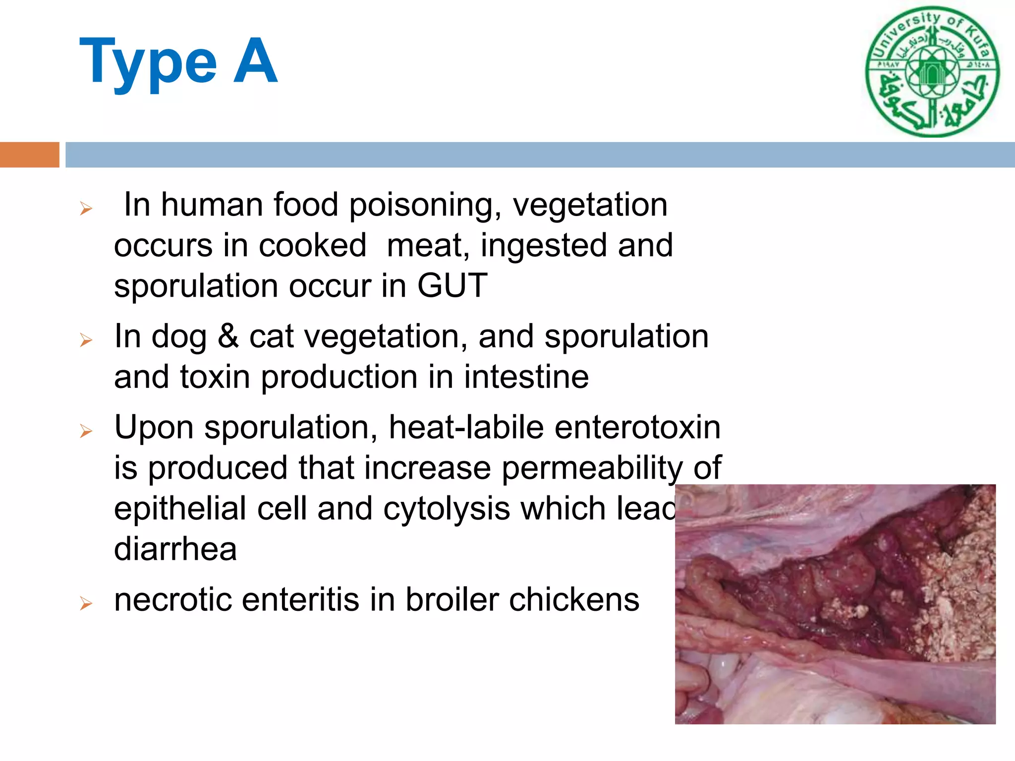 Veterinary important Clostridium species | PPTX