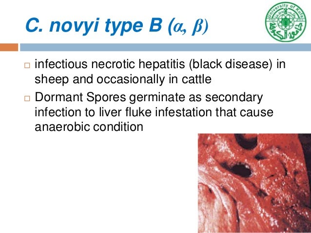 Veterinary important Clostridium species