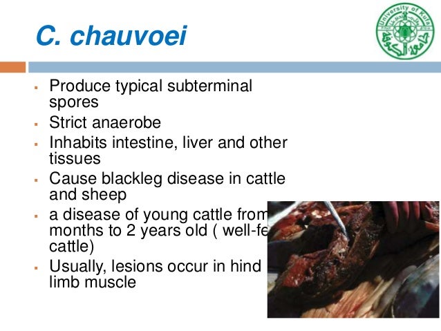 Veterinary important Clostridium species