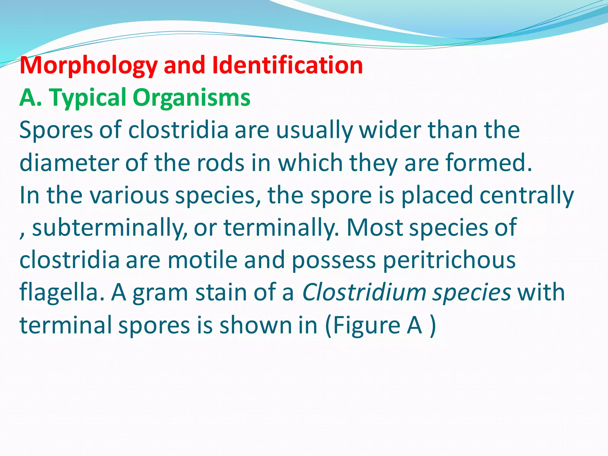Clostridium species.pdf