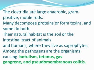 Clostridium species.pdf