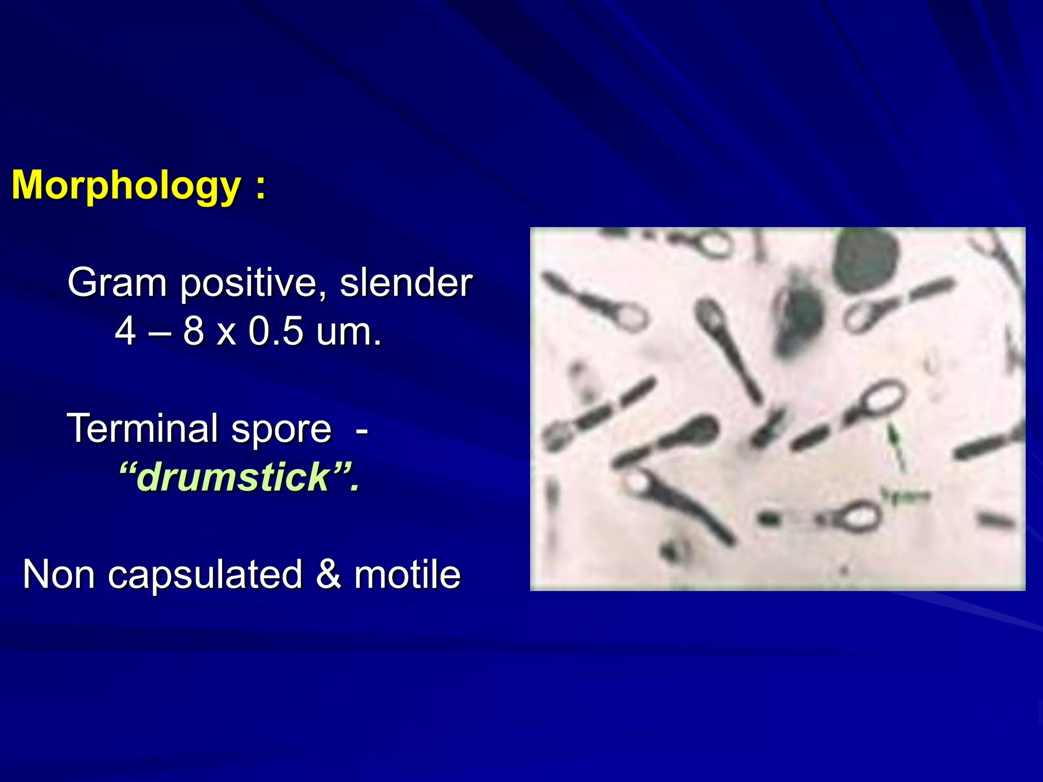 Clostridium spp..ppt