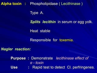 Clostridium spp..ppt