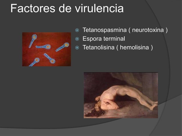 Clostridium Tetani