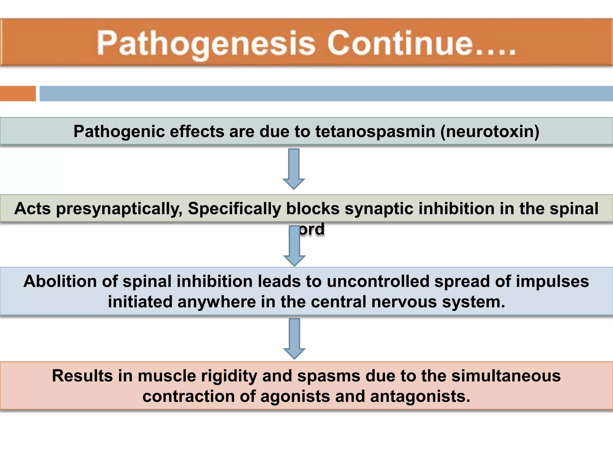 Clostridium tetani.pptx