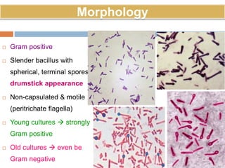 Clostridium tetani.pptx