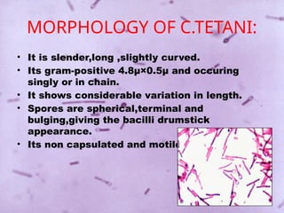 CLOSTRIDIUM TETANI A overview of SlideShare | PPTX