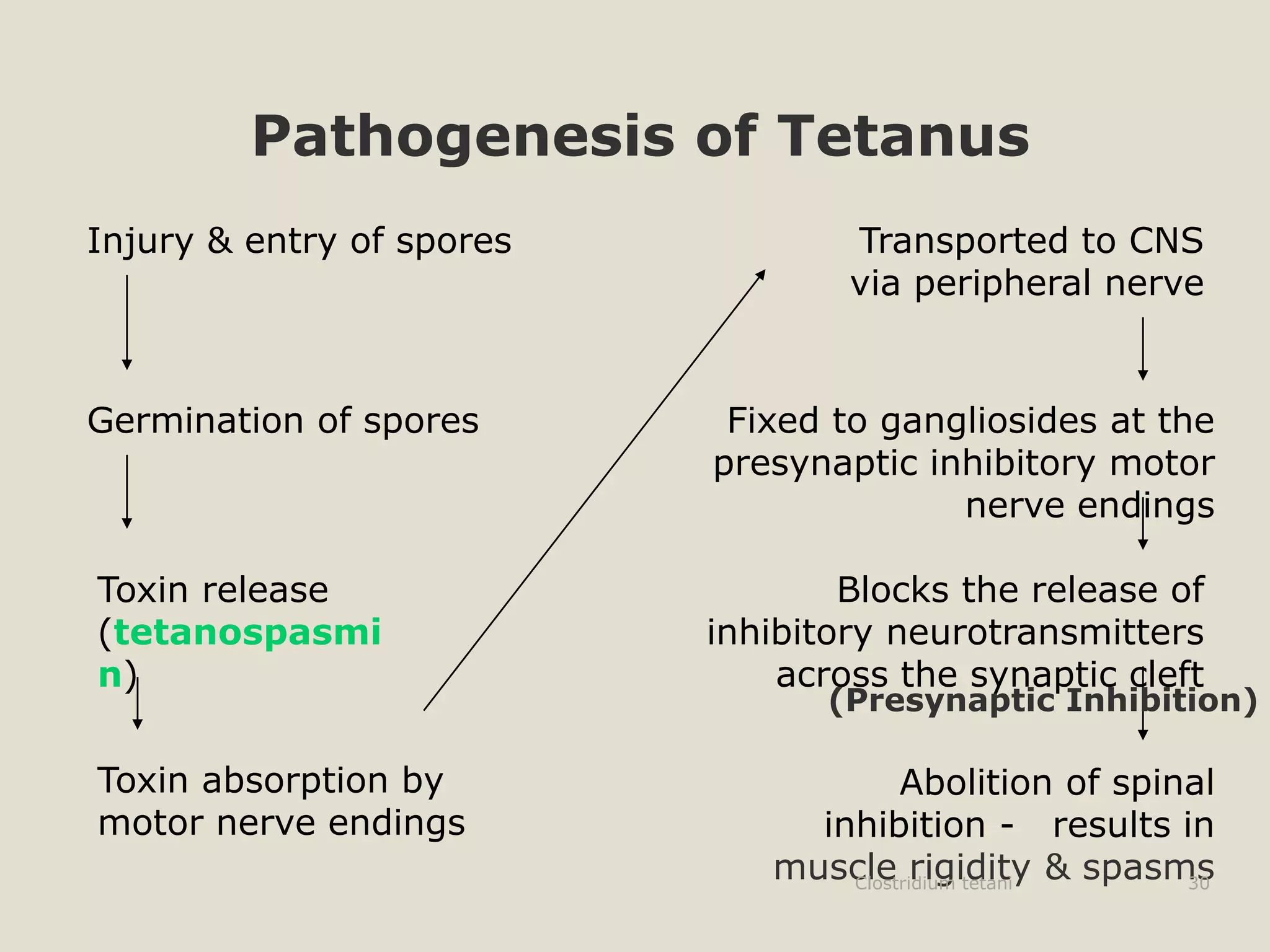 CLOSTRIDIUM TETANI FINAL - Copy.pptx