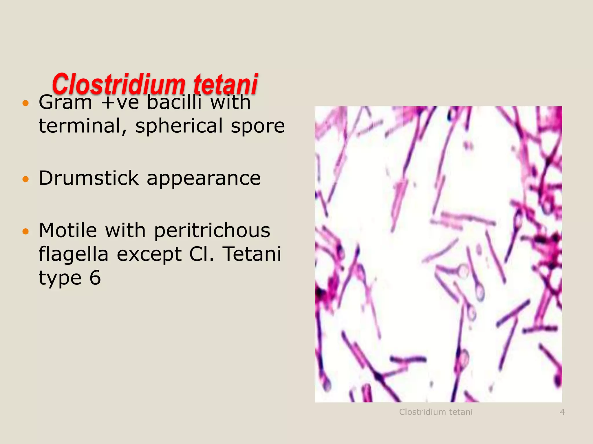 CLOSTRIDIUM TETANI FINAL - Copy.pptx