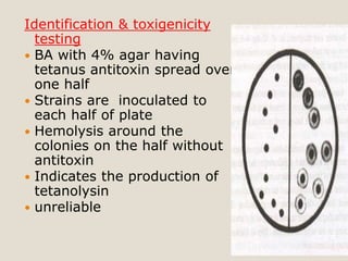 CLOSTRIDIUM TETANI FINAL - Copy.pptx