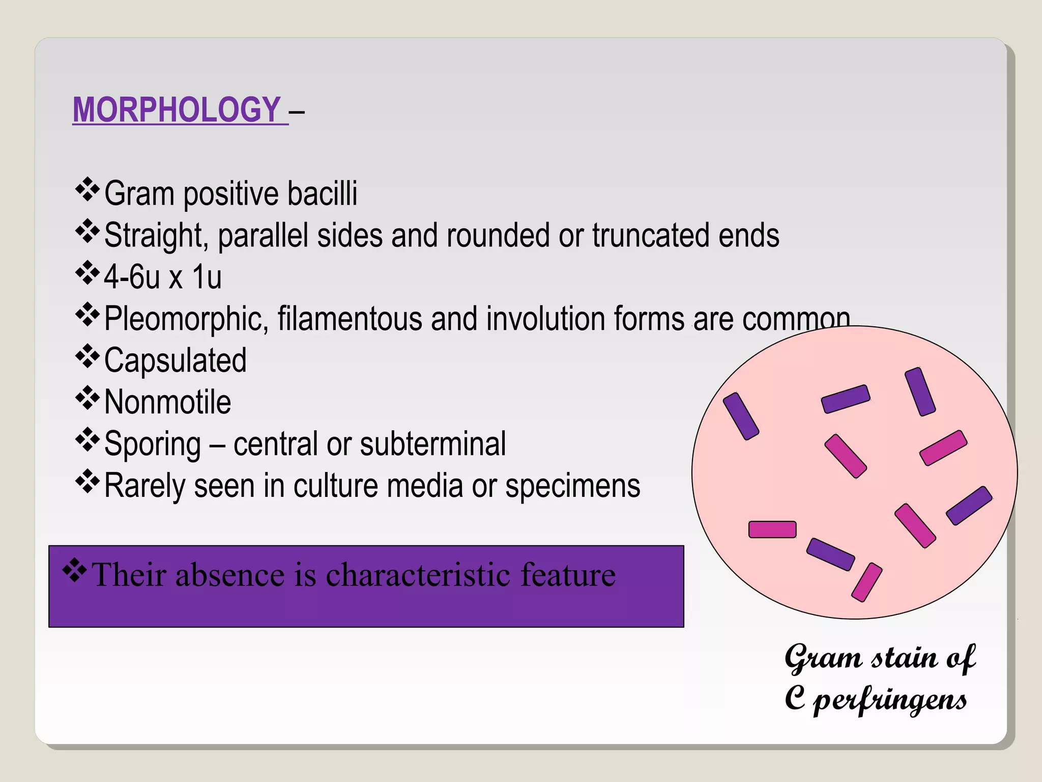 Clostridium species | PPT