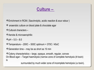 Clostridium species | PPT