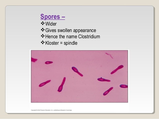 Clostridium species