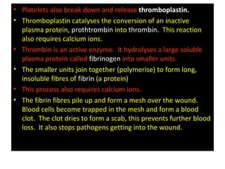 Blood clotting - AS OCR F221 | PPT | First Aid | Injuries