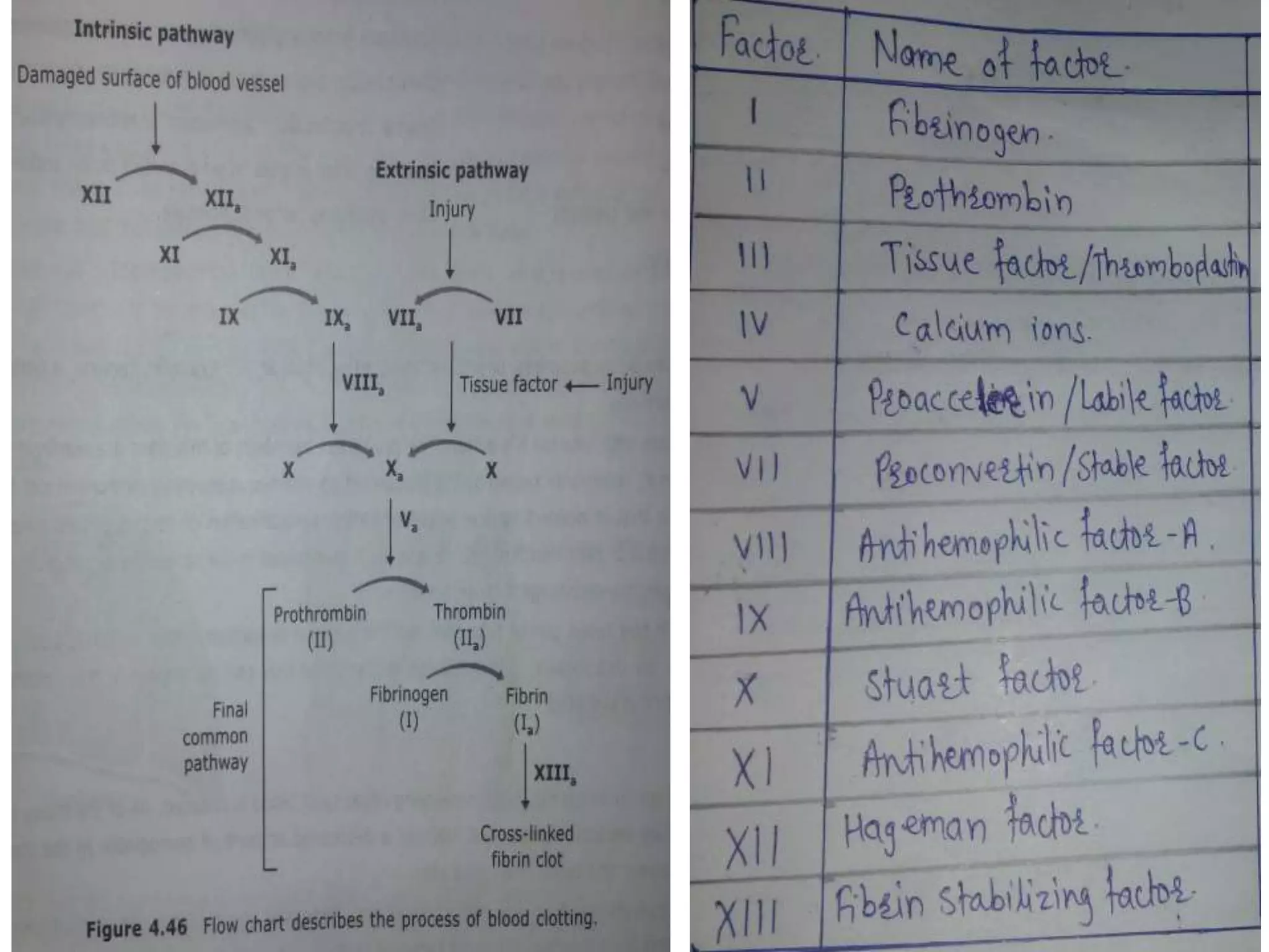Clotting factor | PPTX