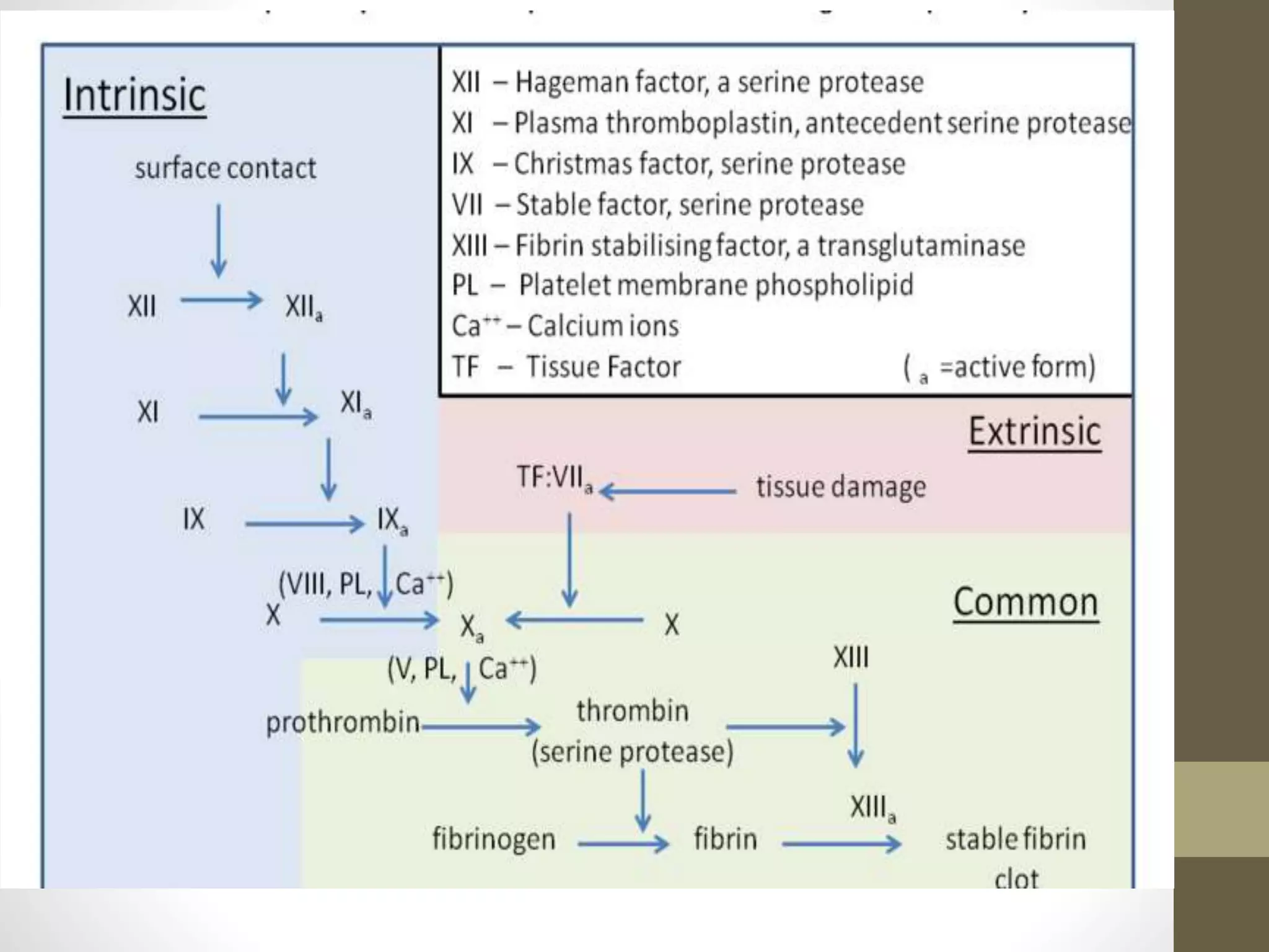 clotting factors.pptx | Blood Disorders | Diseases and Conditions