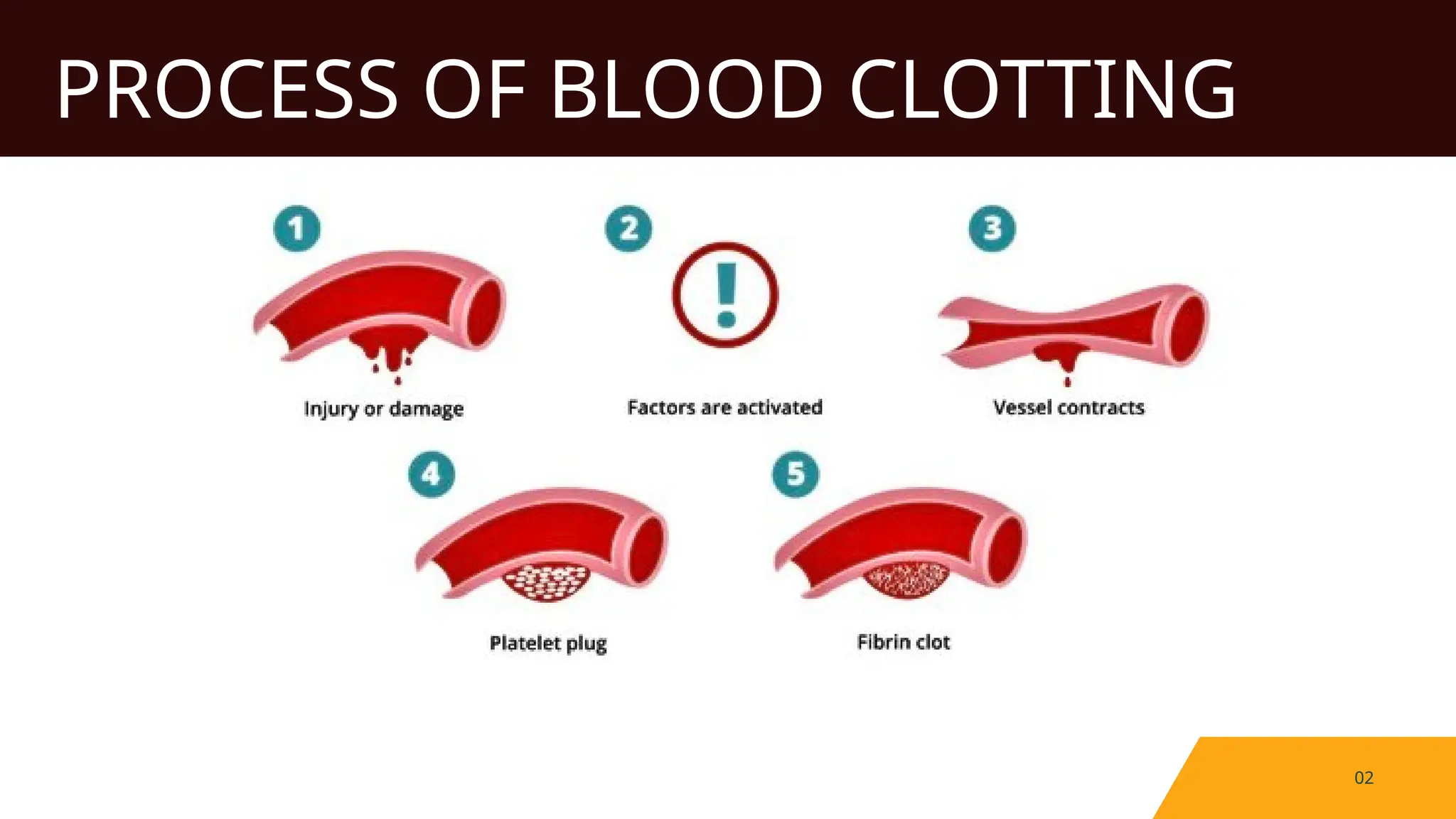 clotting factors clotting mechanism pathways and methods of ...