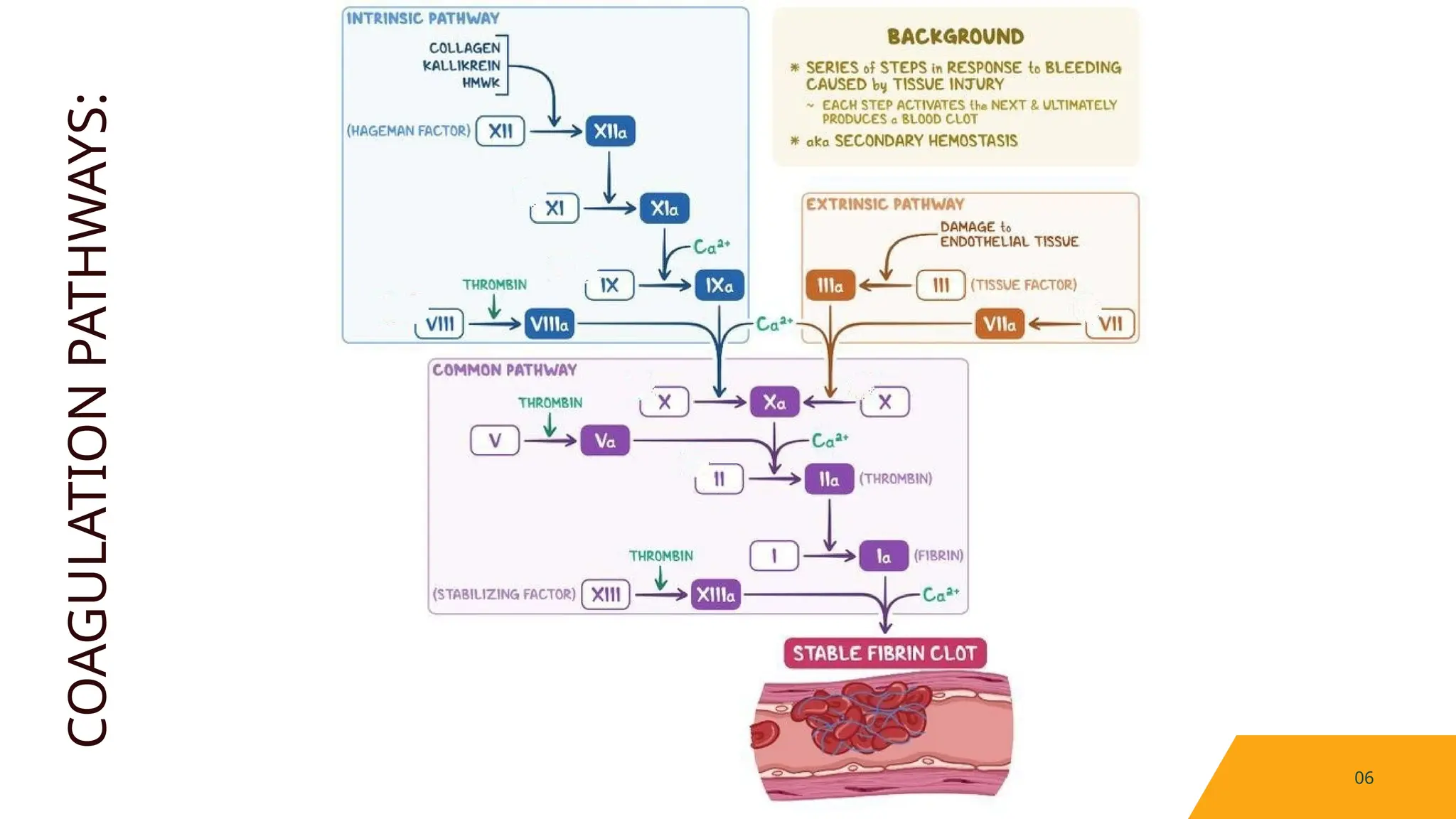 clotting factors clotting mechanism pathways and methods of ...