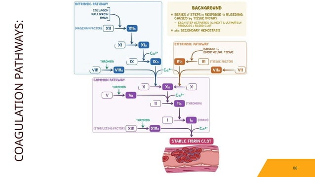 clotting factors clotting mechanism pathways and methods of ...