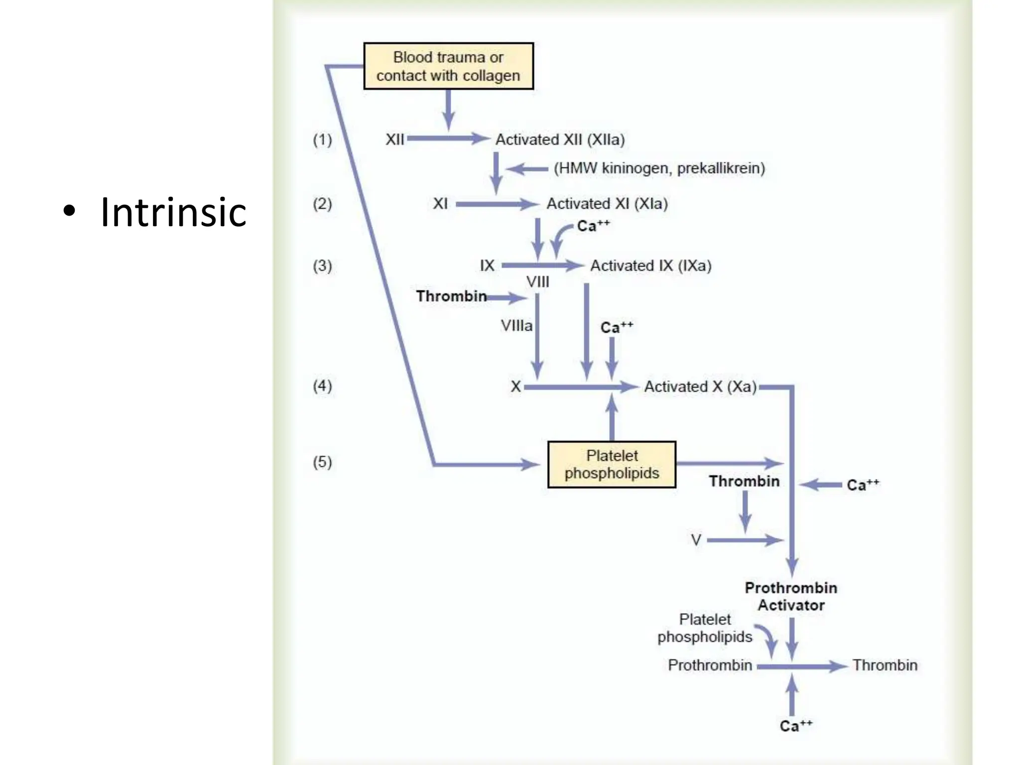 Blood Physiology Clotting mechanism (2).pptx